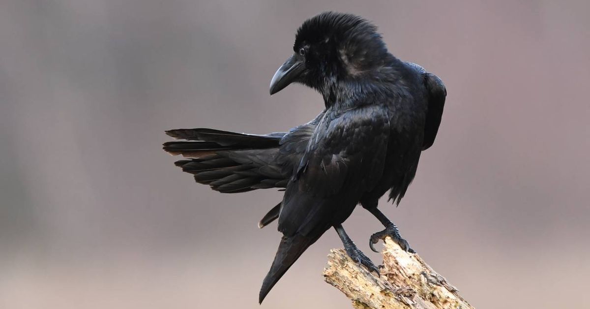 El cuervo que usa herramientas y aprende como un humano