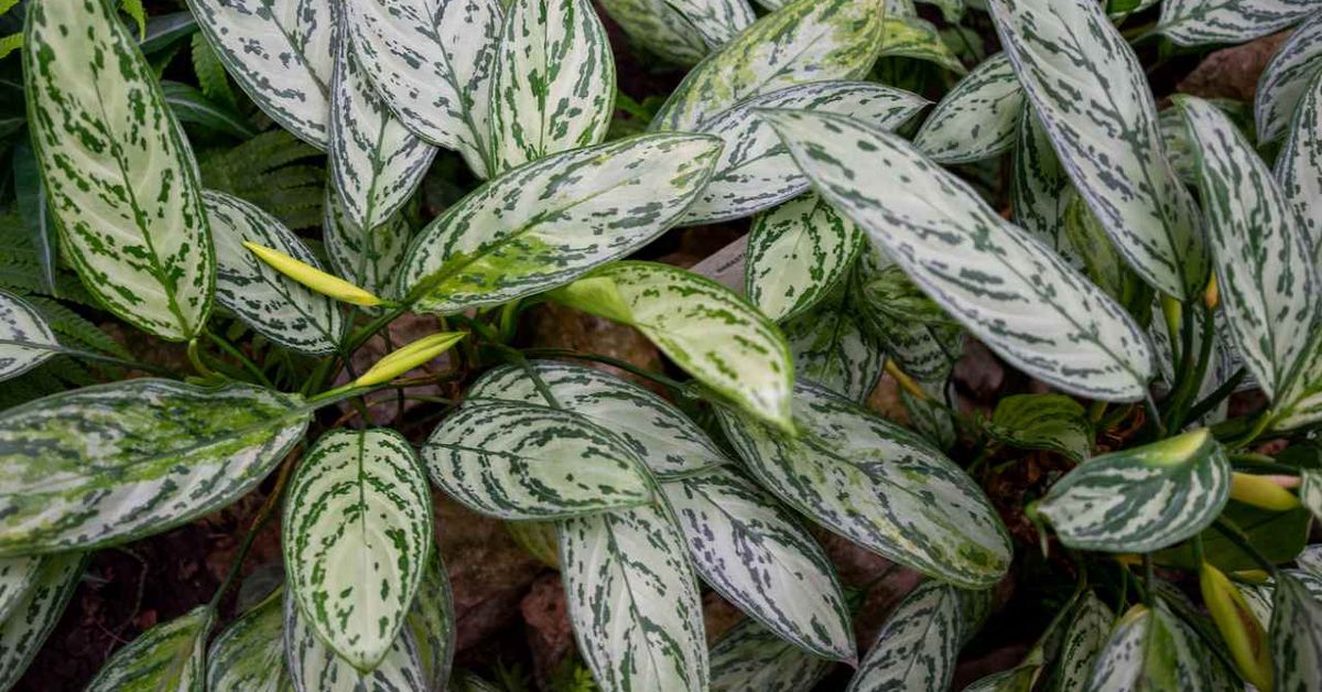 Cuida tu Aglaonema Silver Queen como un experto con estos consejos
