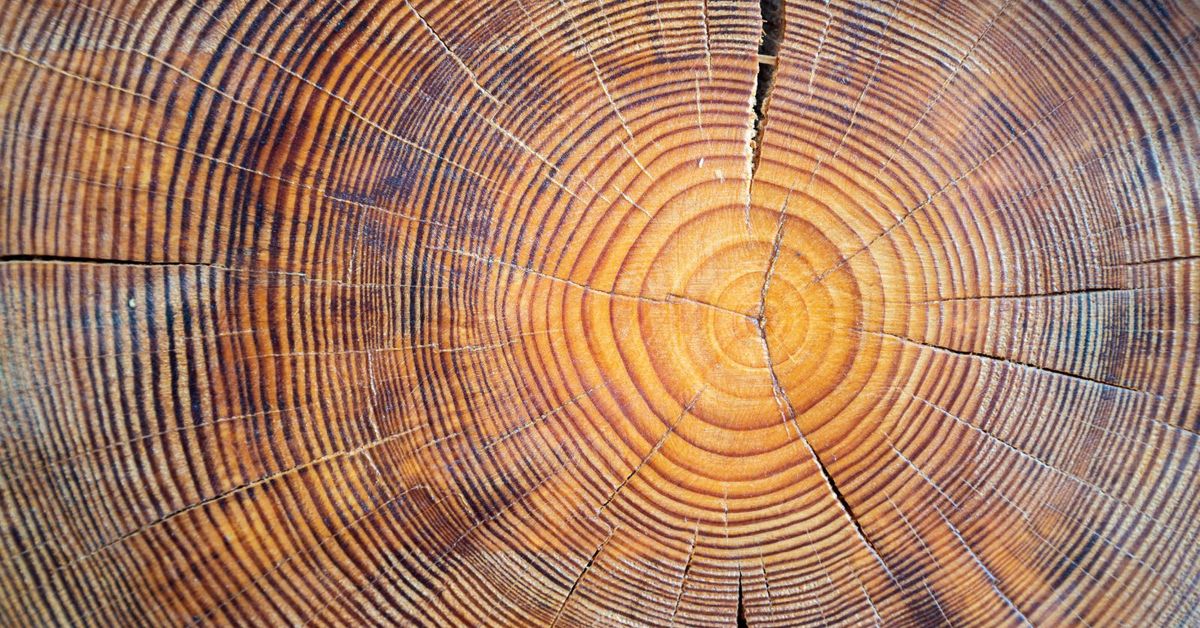 Cómo leer los anillos de un árbol y qué información contienen