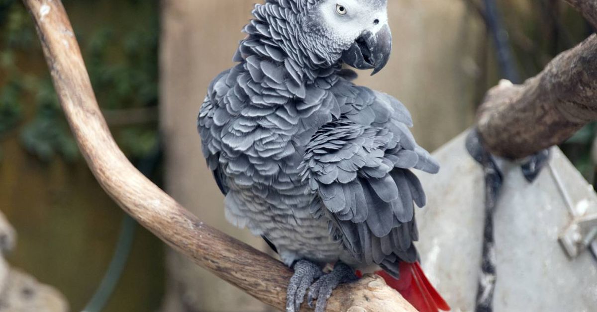 Loro Yaco - Características, Cuidados y Esperanza de vida