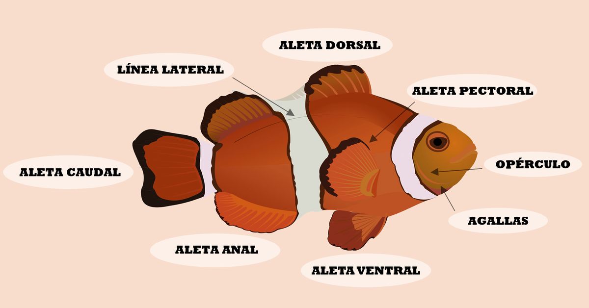 Anatomía del pez, guía completa y detallada