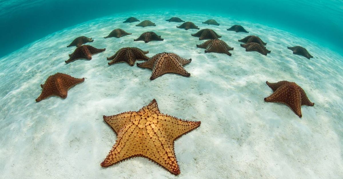 Curiosidades fascinantes sobre las estrellas de mar que debes conocer