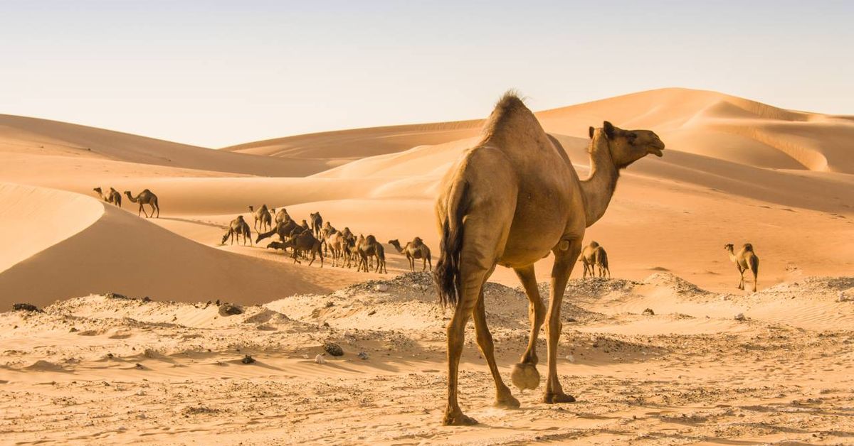 Animales del desierto y sus increíbles adaptaciones al clima extremo