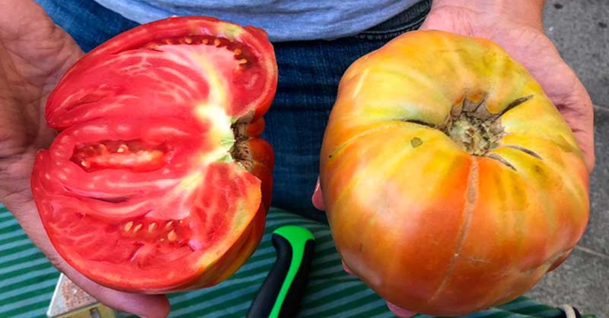 Feo, pero irresistible: el tomate de Tudela que conquista por su sabor