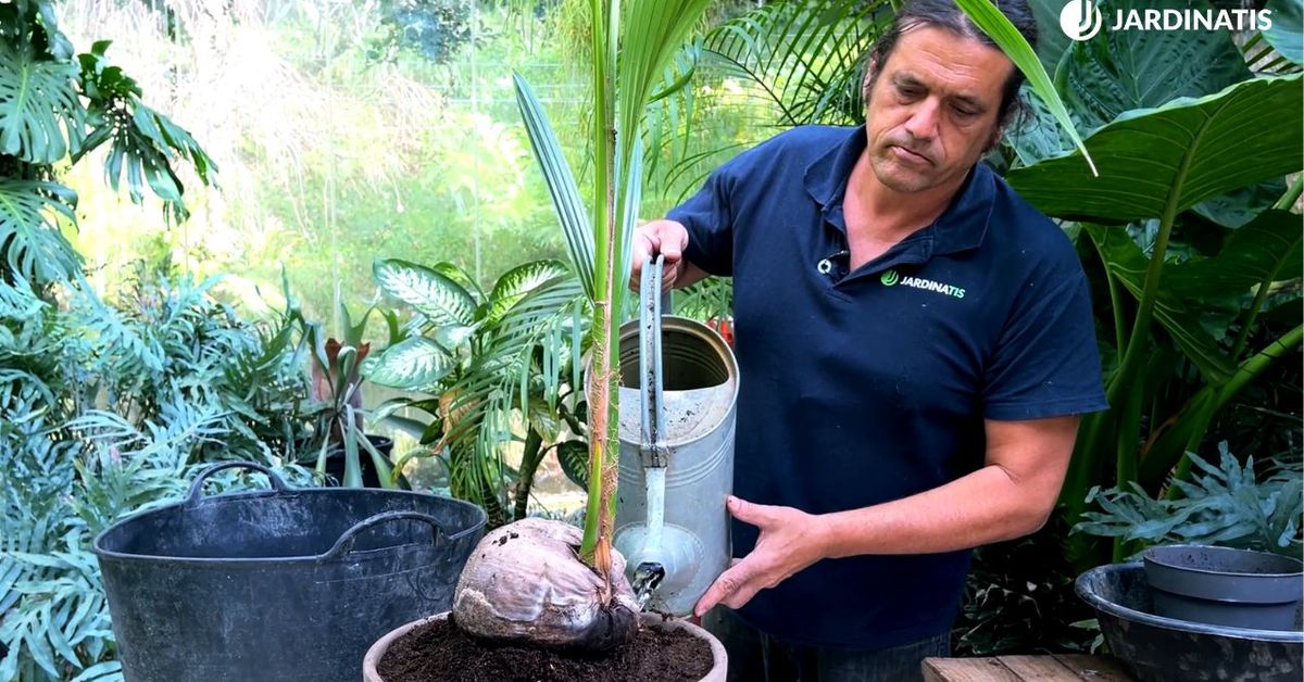 Guía completa para el cultivo y cuidado del cocotero en maceta